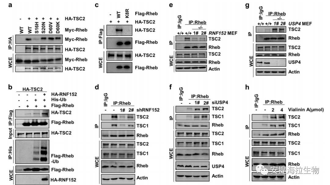 Rheb泛素化调控生长因子诱导的mTORC1激活 - 知乎