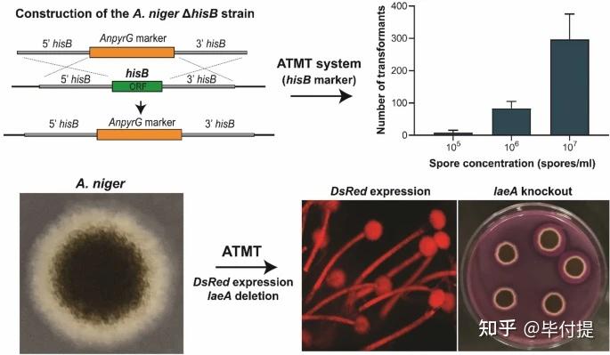 黑曲霉基于hisB营养标记的新型农杆菌介导转化系统 - 知乎