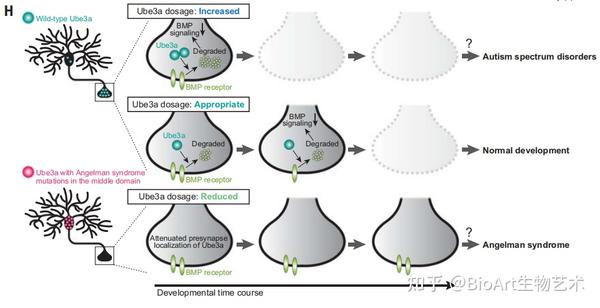 Science 天使综合征与自闭症可归结于同一分子ube3a的活性差异 知乎