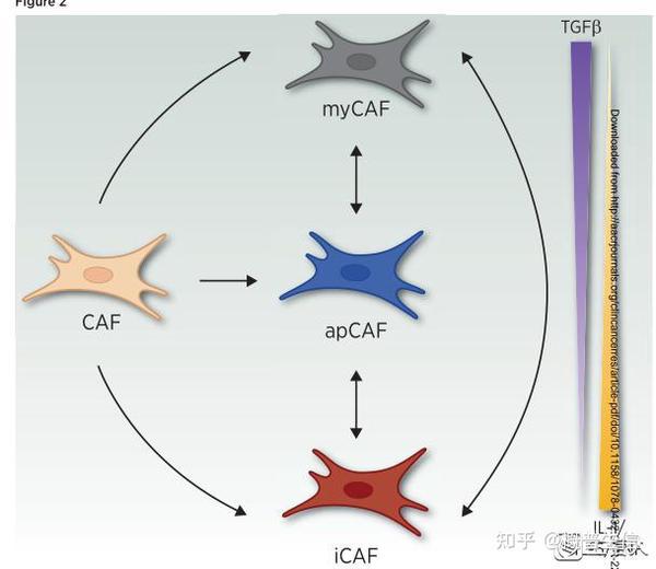 CAF综述——CAF在炎症和抗肿瘤免疫中的作用 - 知乎