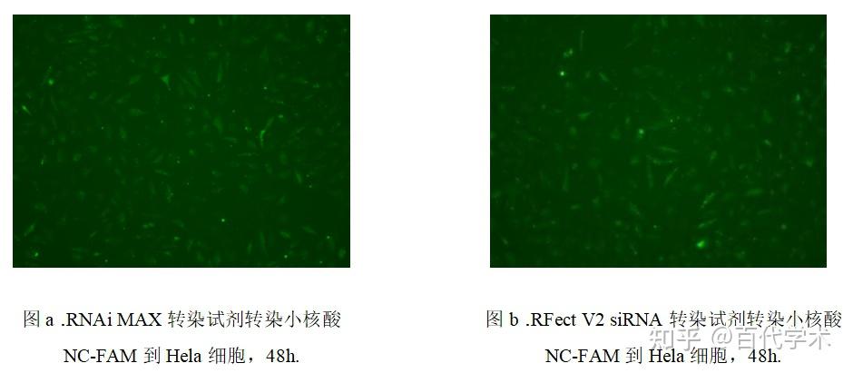 常用的几种siRNA转染试剂：Lipo3000、RNAi MAX和RFect V2 - 知乎