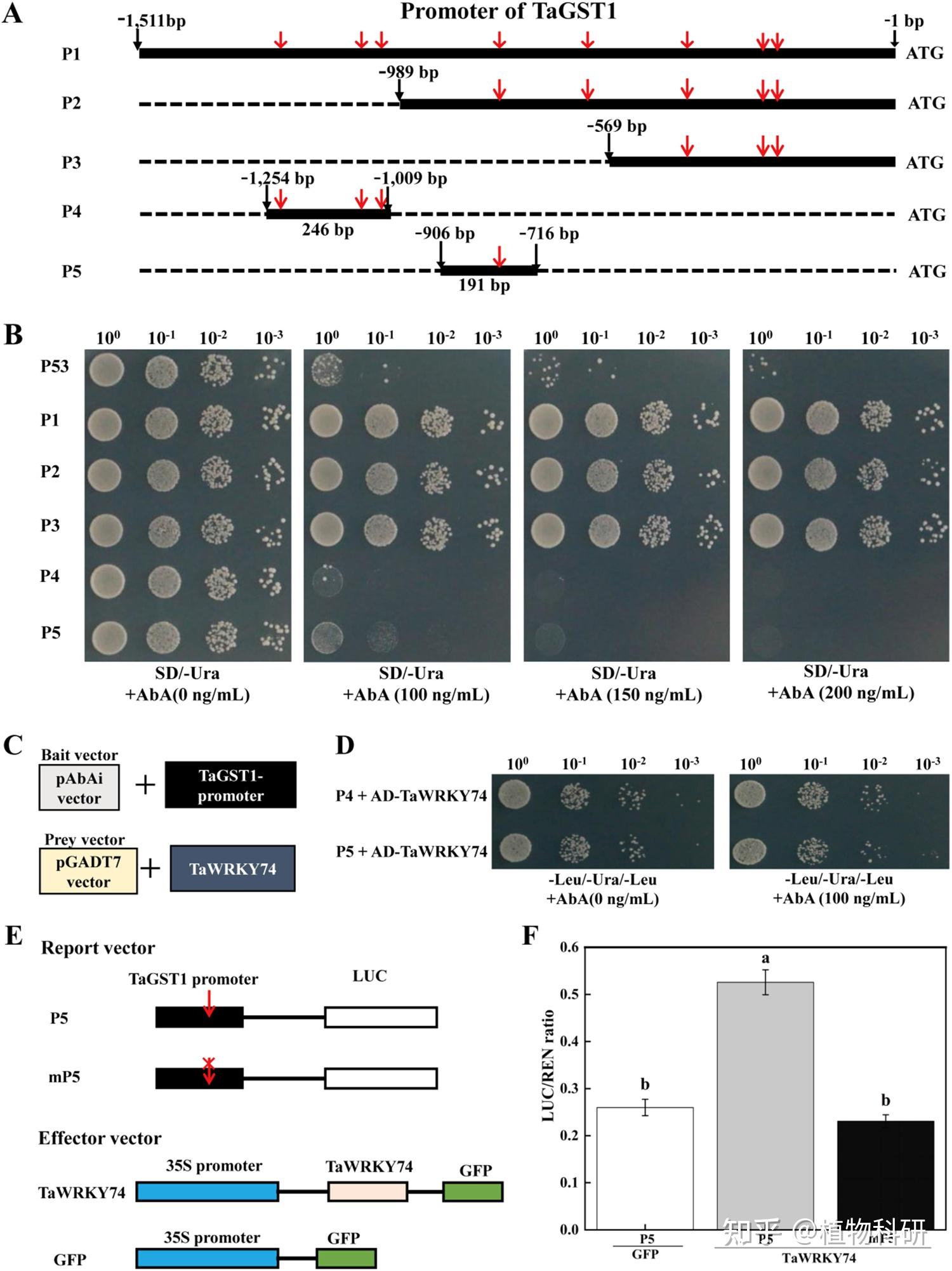 EAES|河南农业大学康国章研究团队利用Y1H技术揭示TaWRKY74 调节小麦TaGST1 表达和GST 含量参与铜耐受性 - 知乎