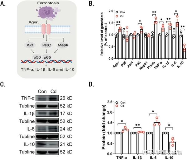 转录组测序技术探究镉暴露诱导胰腺 β 铁死亡和免疫反应分子机制 - 知乎