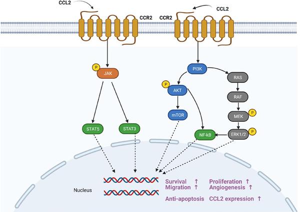 Cell Prolif|华西医院魏霞蔚团队对CCL2-CCR2信号轴在癌症中作用的总结 - 知乎