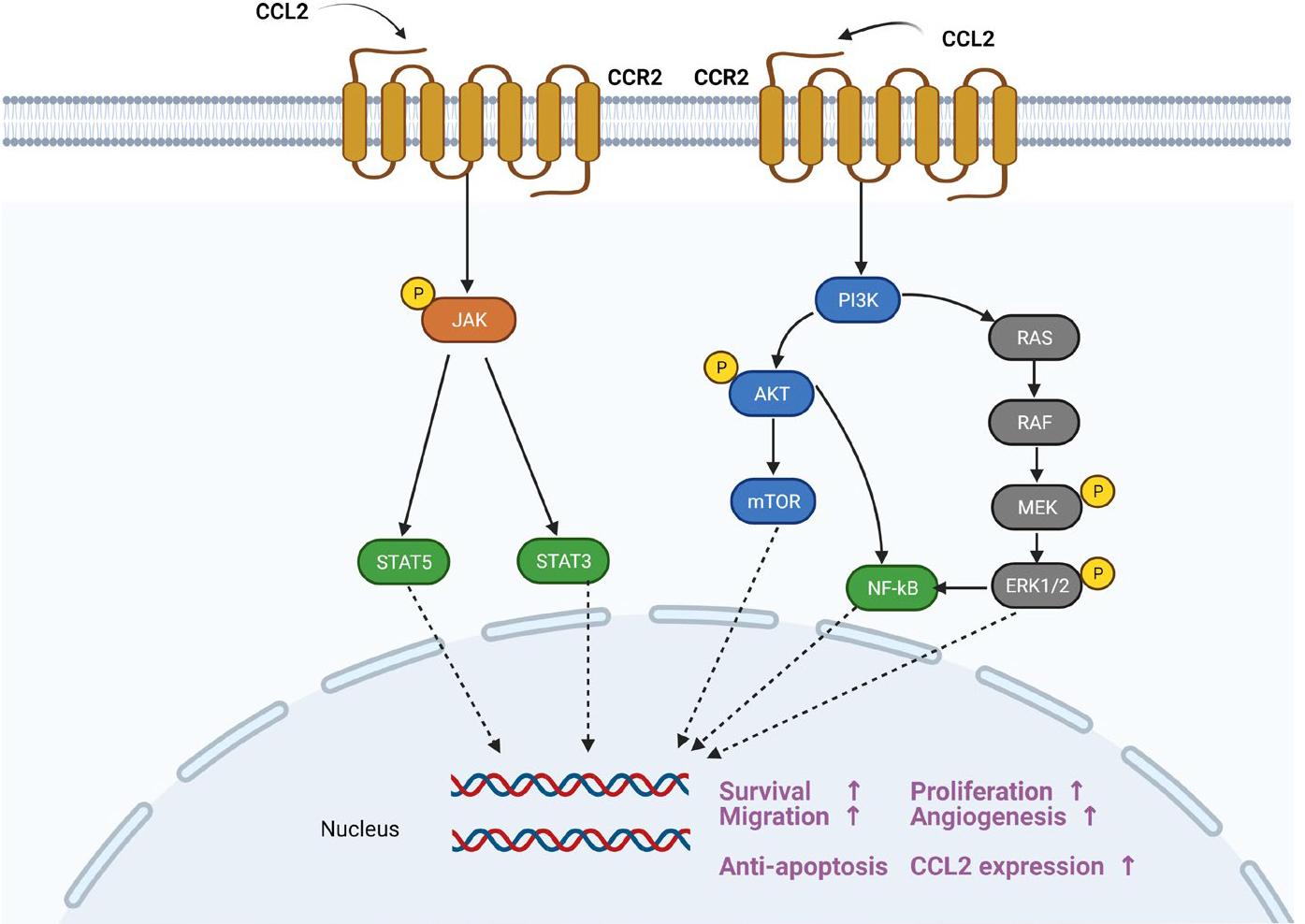 Cell Prolif|华西医院魏霞蔚团队对CCL2-CCR2信号轴在癌症中作用的总结 - 知乎
