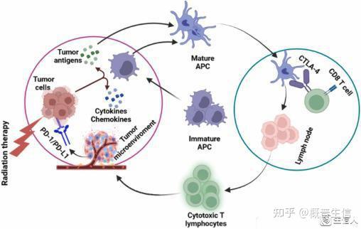 SCI热点 | PD-1靶点免疫疗法的最新发现 - 知乎