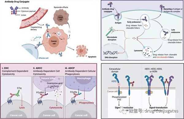 Nature深度综述：ADC药物发展历程、挑战和下一代发展方向 - 知乎