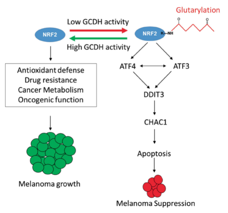 Nat Cell Bio | NRF2调节凋亡信号介导黑色素瘤对GCDH的依赖 - 知乎
