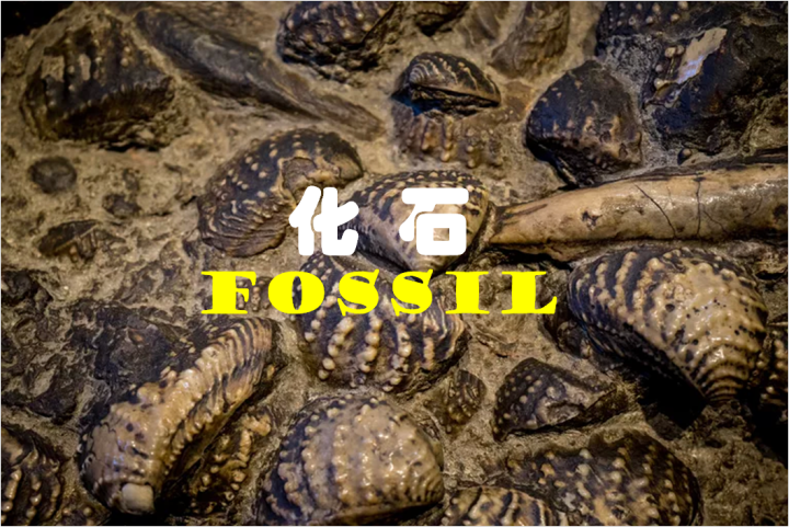 化石是什么，它们是如何形成的，是如何保存下来的？ - 知乎
