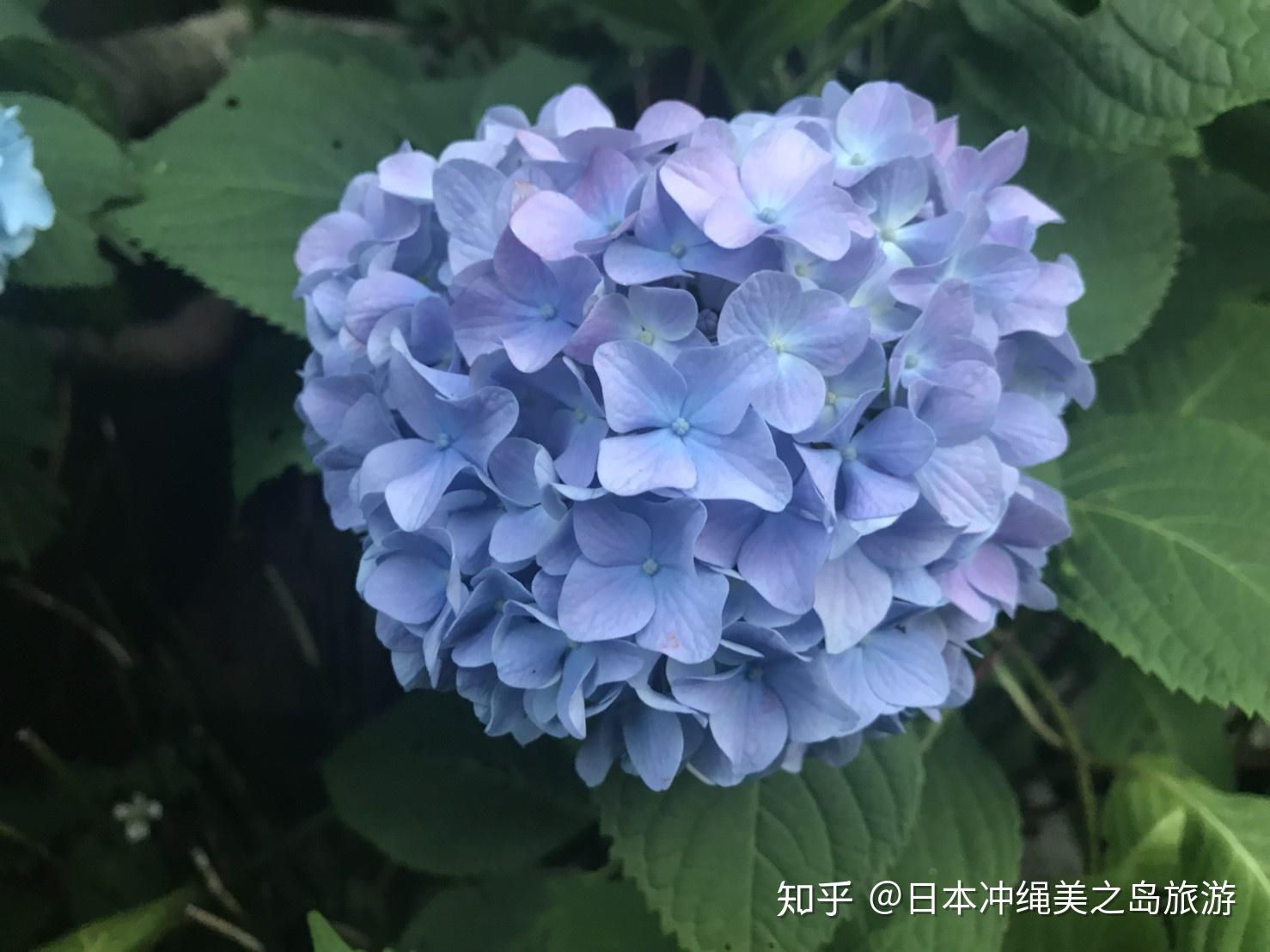 紫阳花--日本人的爱 - 知乎