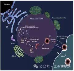 【耀文解读】一文读懂|非洲猪瘟病毒(ASFV)疫苗研究进展 - 知乎