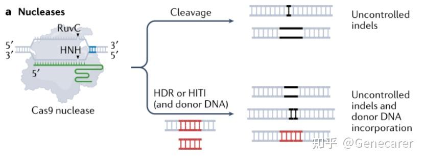 精确和高适用性基因编辑方法 Prime Editor综述介绍（1） - 知乎