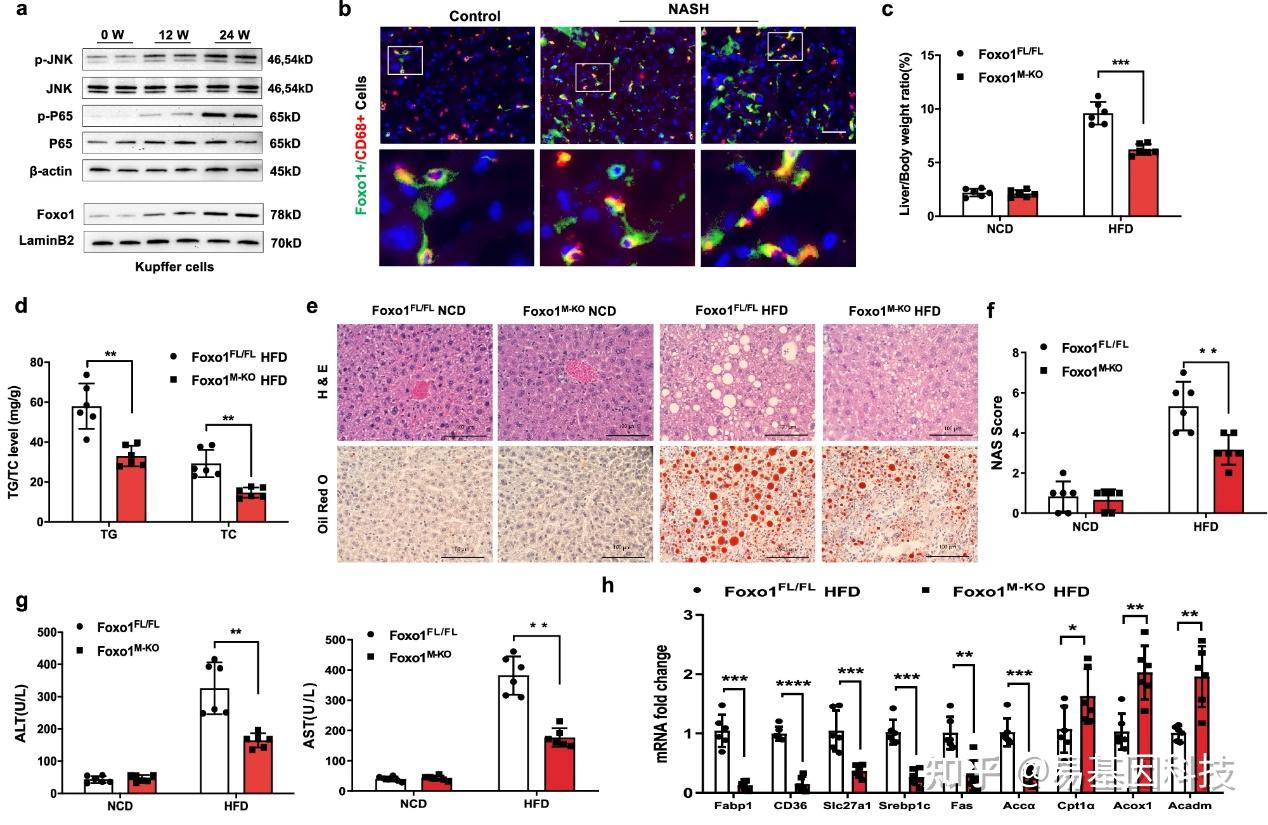 易基因：Exp Mol Med：ChIP-seq等揭示Foxo1-YAP-Notch1轴在疾病进展中的表观调控作用——重编程STING介导的 ...