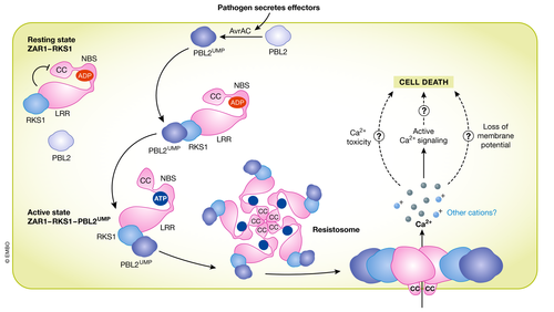 Trends Plant Sci | 植物免疫中的钙信号传导：一首时空控制的交响乐 - 知乎