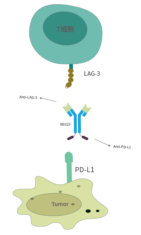 LAG-3靶点机制和研究进展 - 知乎