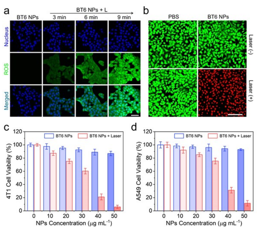 NIR-II 荧光团 | 苯并[c]噻吩荧光团的抗猝灭NIR-II J聚集体实现高效生物成像和光疗诊断 - 知乎