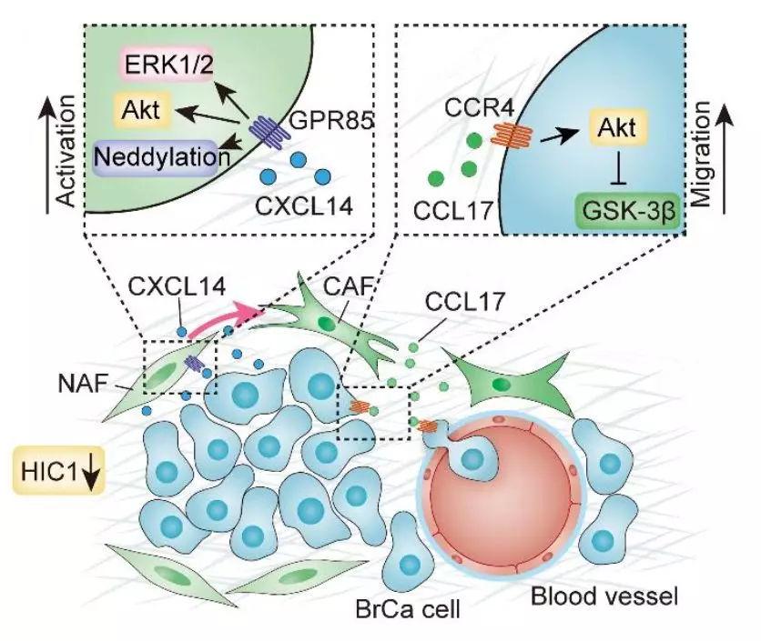 项目文章 | 复旦大学王建华教授等共同发现 HIC1 调控乳腺癌进展新机制 - 知乎