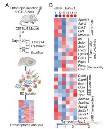 “大脑杀手”的劲敌？张磊、解源课题组揭示Wnt/Mfsd2a信号通路在胶质瘤药物递送中的分子机制 - 知乎