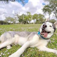 ACL 2022 VLN视觉和语言导航：任务、方法和未来方向综述 - 知乎