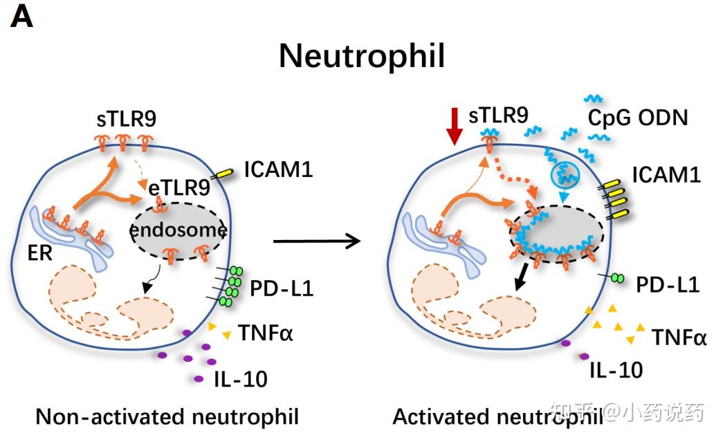 免疫细胞表面的TLR9及其免疫调节作用 - 知乎