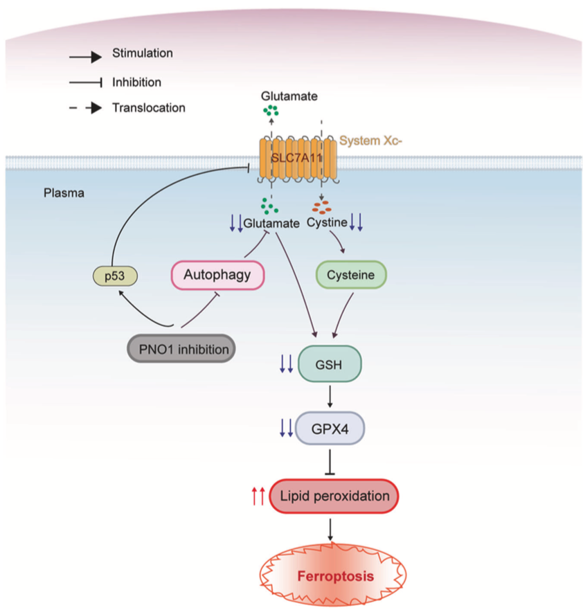 CDD丨PNO1 通过 GSH 代谢重编程抑制肝细胞癌自噬介导的铁死亡 - 知乎