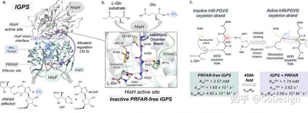 【别构】IGPS毫秒尺度别构调控的分子基础 - 知乎