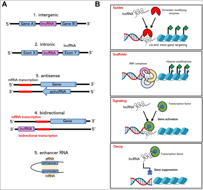 lncRNA的四大作用模型 - 知乎
