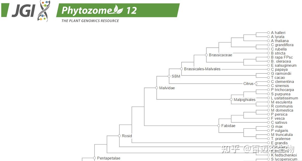 比较基因组学研究那些事 - 知乎