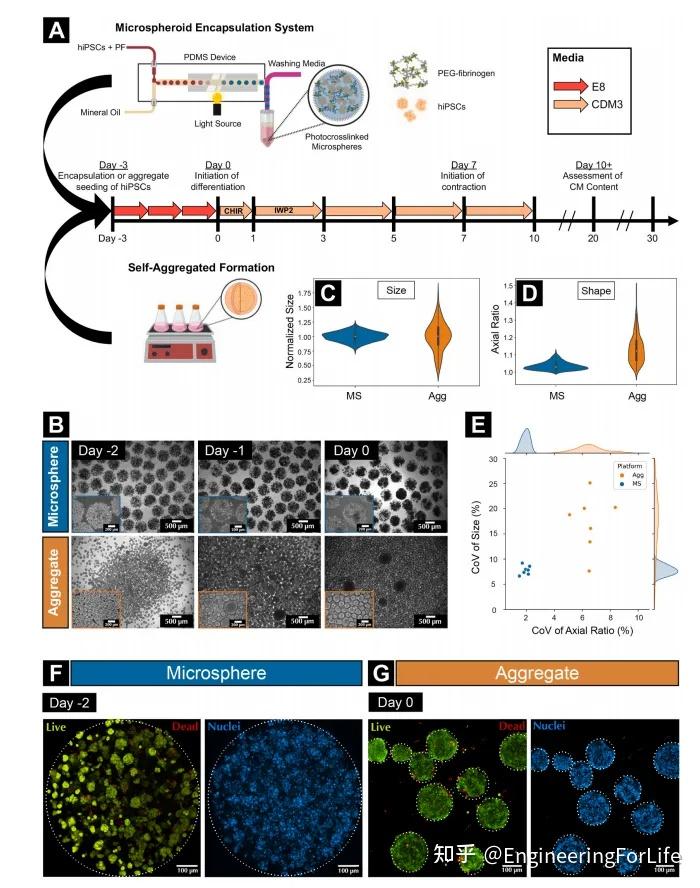 《Bioact. Mater.》：水凝胶微球技术增强心肌细胞分化和功能 - 知乎