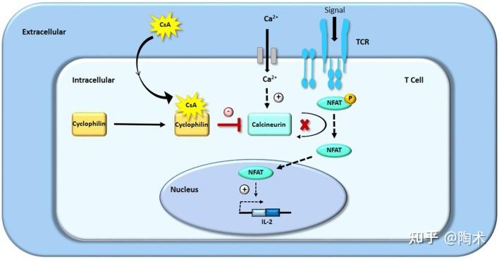 Cyclosporin A：天然小分子免疫抑制剂【TargetMol明星分子】 - 知乎