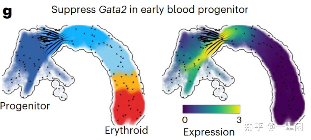 CellDancer：揭示单细胞转录动态异质性的接力速度模型 - 知乎