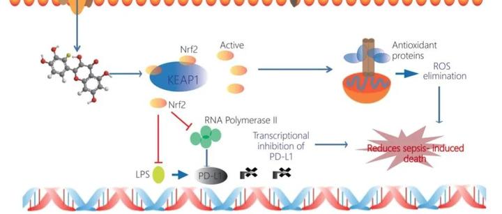 Int. J. Biol. Sci丨衣康酸通过激活Nrf2和负调节PD-L1保护脓毒症小鼠 - 知乎