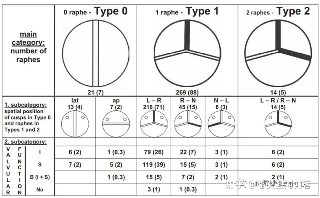 二叶式主动脉瓣畸形之一 分型 - 知乎