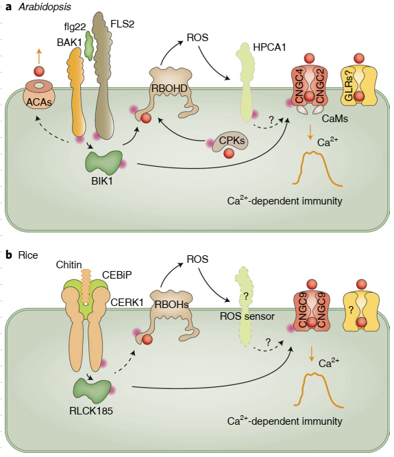 Nature Plants│栾升研究组发表植物发育与生物互作钙信号编码机理综述文章 - 知乎