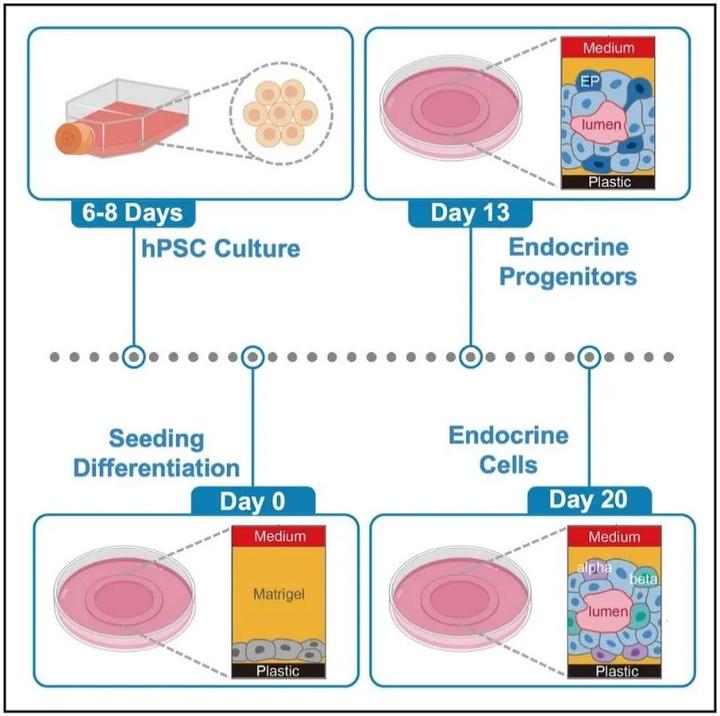 STAR Protoc.：hPSC胰腺类器官培养方法——早期胰腺研究新工具 - 知乎