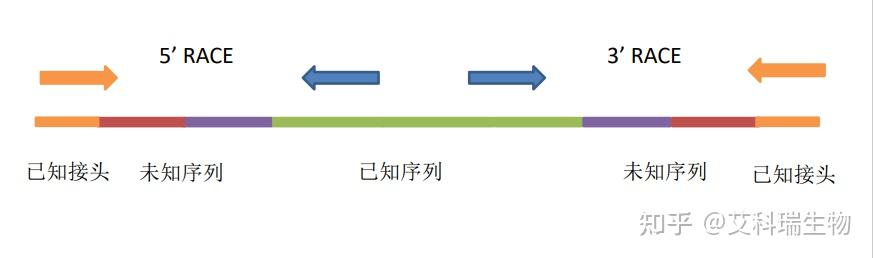 揭开 RACE 技术的神秘面纱 - 知乎