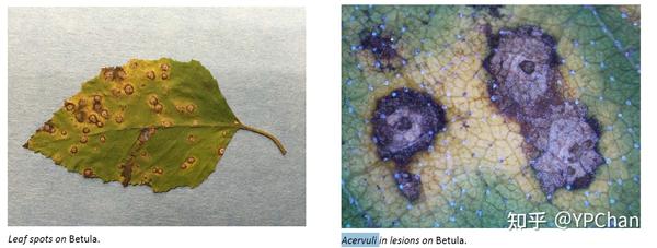 真菌生物学学习 Fungal Biology - 知乎