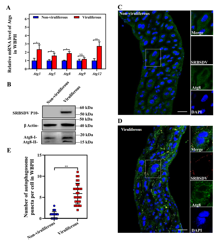 PloS Pathog︱中国农业科学院植物保护研究所王锡锋团队揭示植物病毒操纵介体昆虫自噬促进持久传播的机制 - 知乎