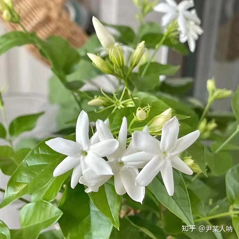 适合养在卧室里的10种绿植，你喜欢哪一种？ - 知乎