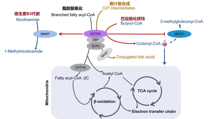 Cell Death Dis | 复旦大学周翔宇组报道ACOX2调控巴豆酰化修饰介导肝脏代谢稳态 - 知乎