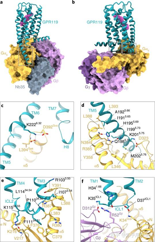 文献解读——孤儿受体GPR119结构解析 - 知乎
