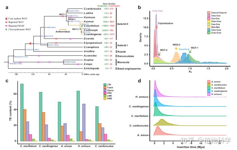全球首个！南京农大在Nature Communications发表最新研究成果，解析六倍体栽培菊花基因组 - 知乎