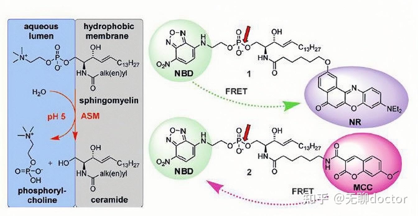 荧光生物探针——研究进展 - 知乎