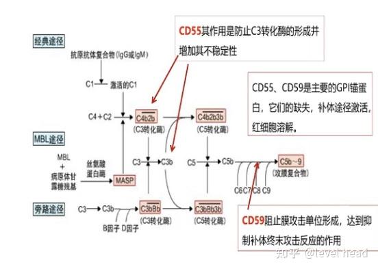 阵发性睡眠性血红蛋白尿症（PNH）的奥秘？ - 知乎