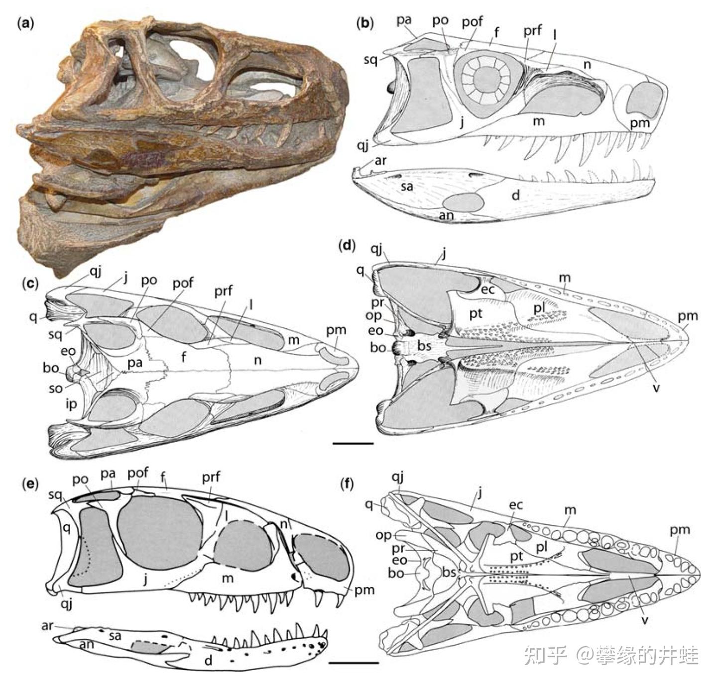 第二百八十一回 九龙颂9：脚底青云步渐高 - 知乎