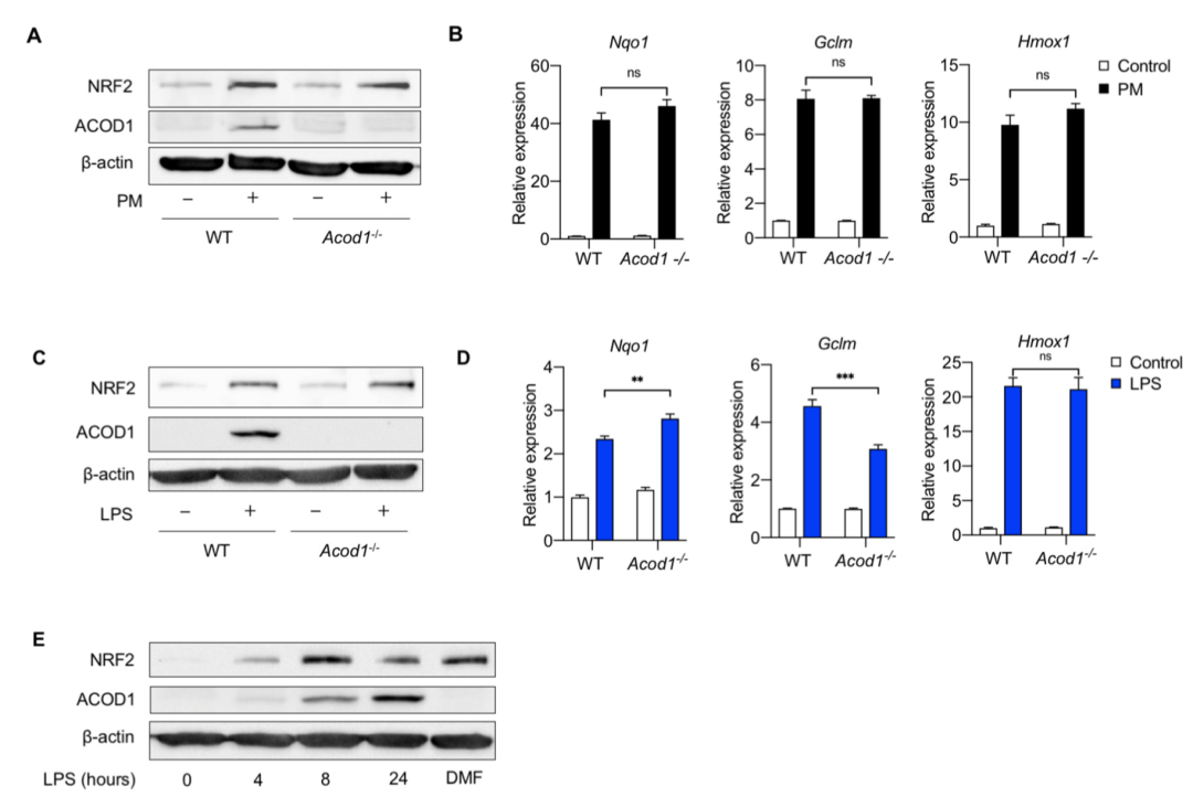 eLife丨内源性衣康酸不发挥抗炎抗氧化应急作用，外源性衣康酸发挥的抗炎作用不依赖Nrf2 - 知乎