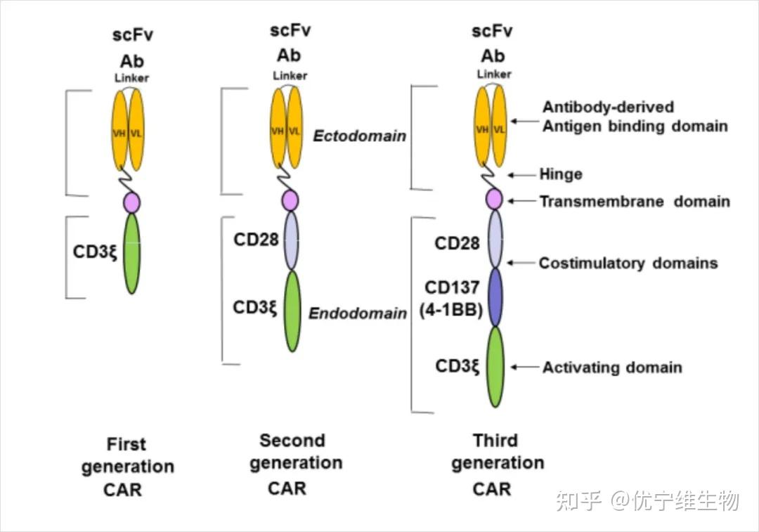 53分的review带你来了解CAR-T - 知乎