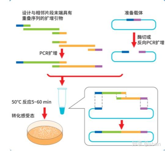 除了常规的酶切连接外,你还了解其他的分子克隆技术吗? 知乎