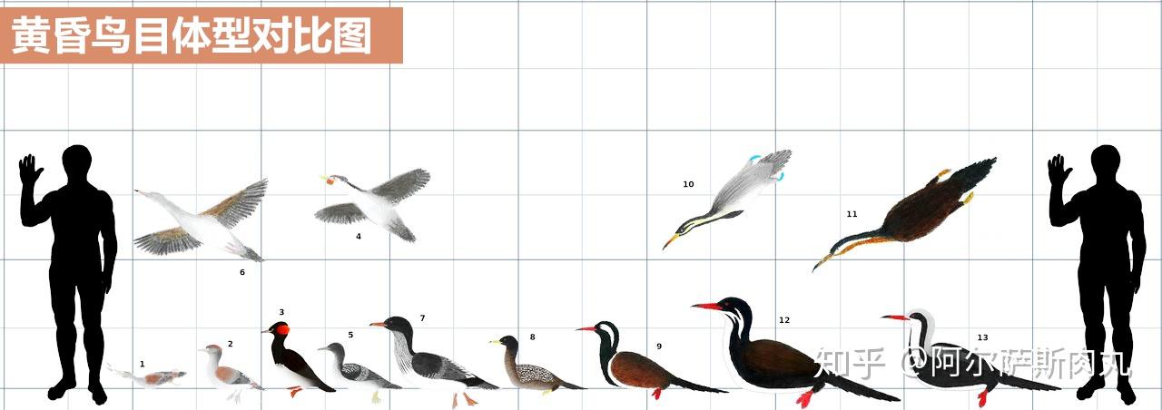 「Legend of Cretaceous丨白垩传 5」寻禽记（上）：在水之滨 - 知乎