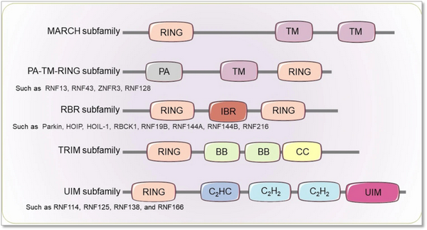 STTT 综述︱蔡春梅/郑春福评述环指蛋白家族（RNFs）在健康和疾病中的研究进展 - 知乎